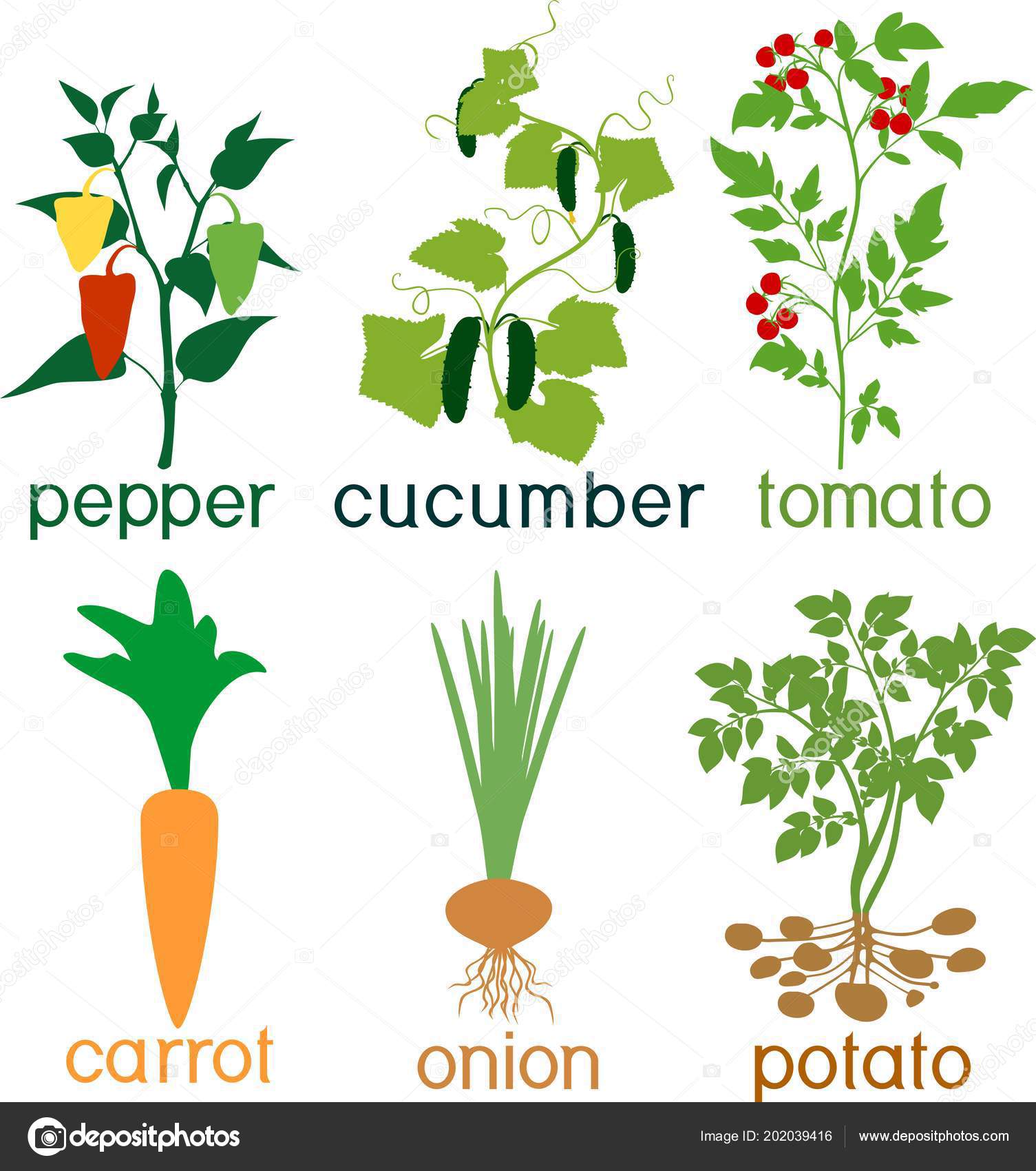 Different Types Of Vegetable Plants | atelier-yuwa.ciao.jp Different Types Of Vegetable Plants | atelier-yuwa.ciao.jp