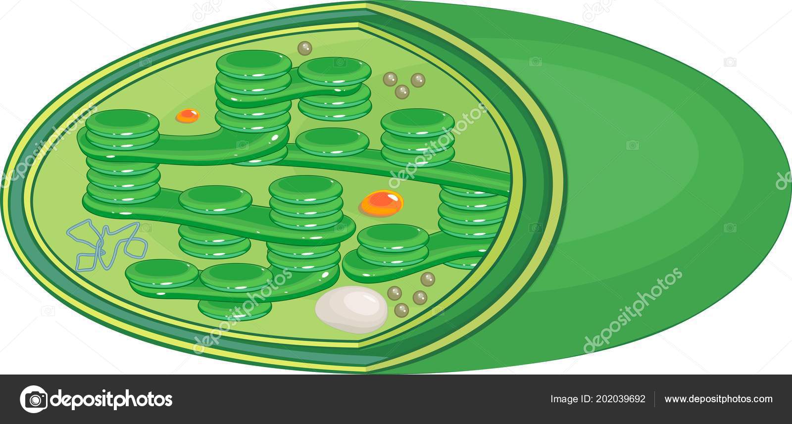 Structure Typical Higher Plant Chloroplast Stock Vector by ©mariaflaya ...