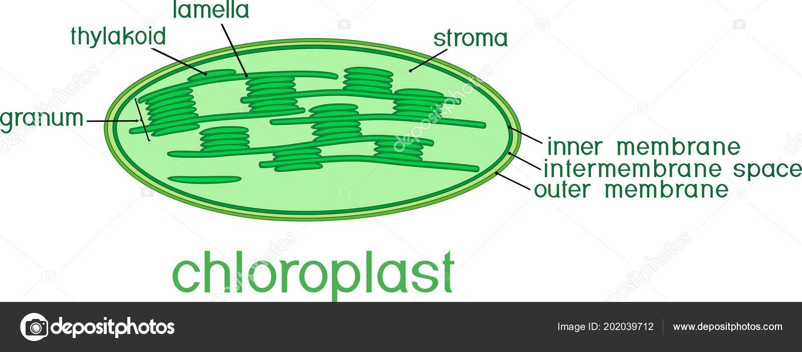 Structure Chloroplast Titles — Stock Vector © mariaflaya #202039712