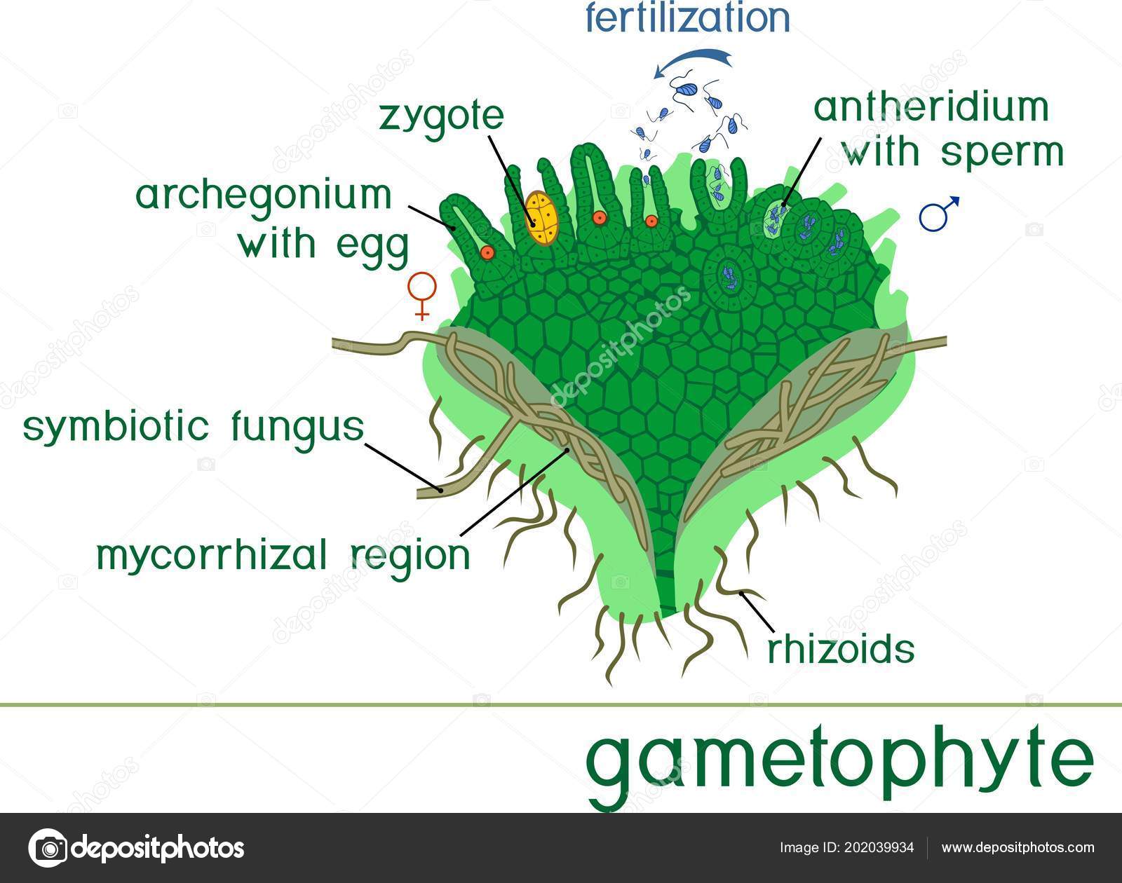 Lycopodium Life Cycle