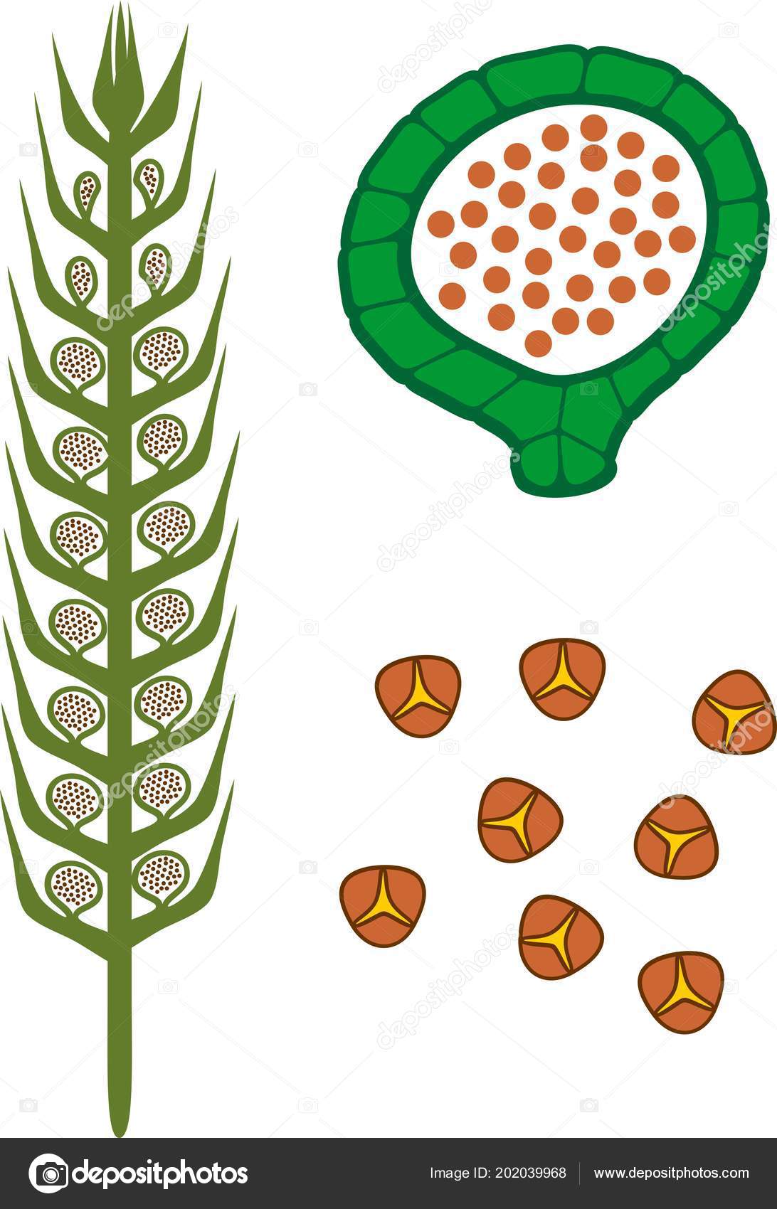 Lycopodium Strobilus Labeled