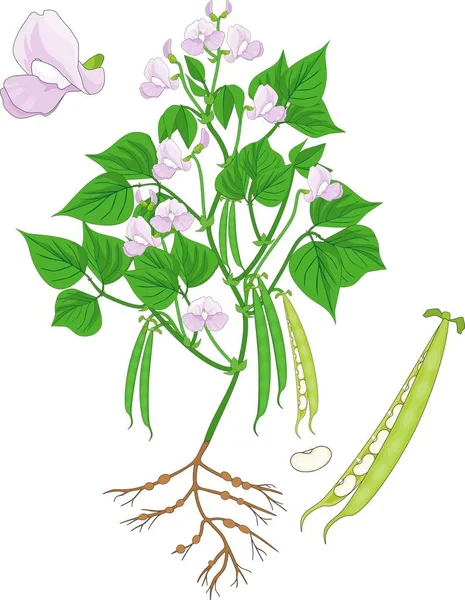 Phaseolus vulgaris, Royalty-free Phaseolus vulgaris Vector Images ...