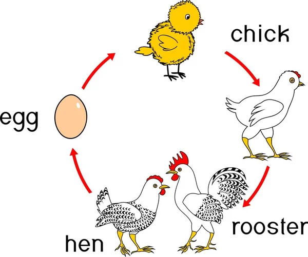 Ciclo de vida del pollo con títulos. Etapas del crecimiento de la ...