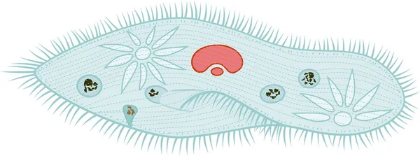 Podoba Trepka Velká Izolovaných Bílém Pozadí — Stock Vektor ...