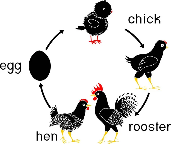 Chicken life cycle Vector Images, Royalty-free Chicken life cycle ...