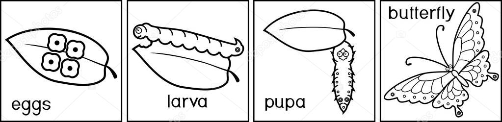 Página para colorear. Ciclo de vida de la mariposa 2025