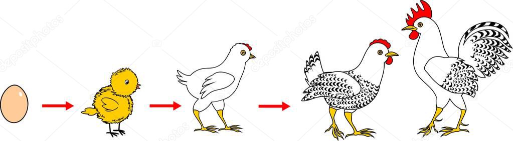 Ciclo De Vida De La Gallina 3 Imagenes Educativas