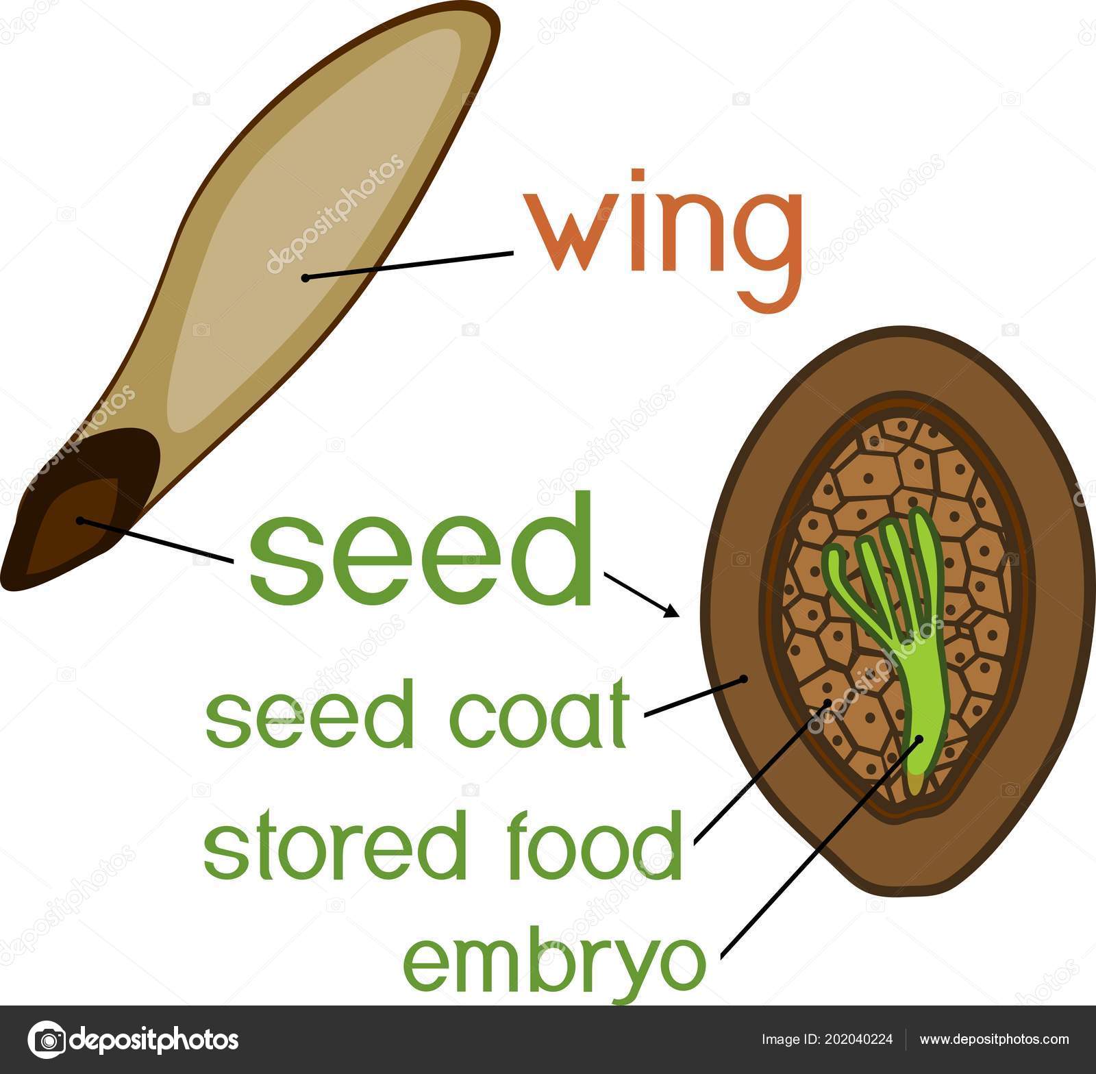 Structure Pine Seed Titles Stock Vector Image by ©mariaflaya #202040224