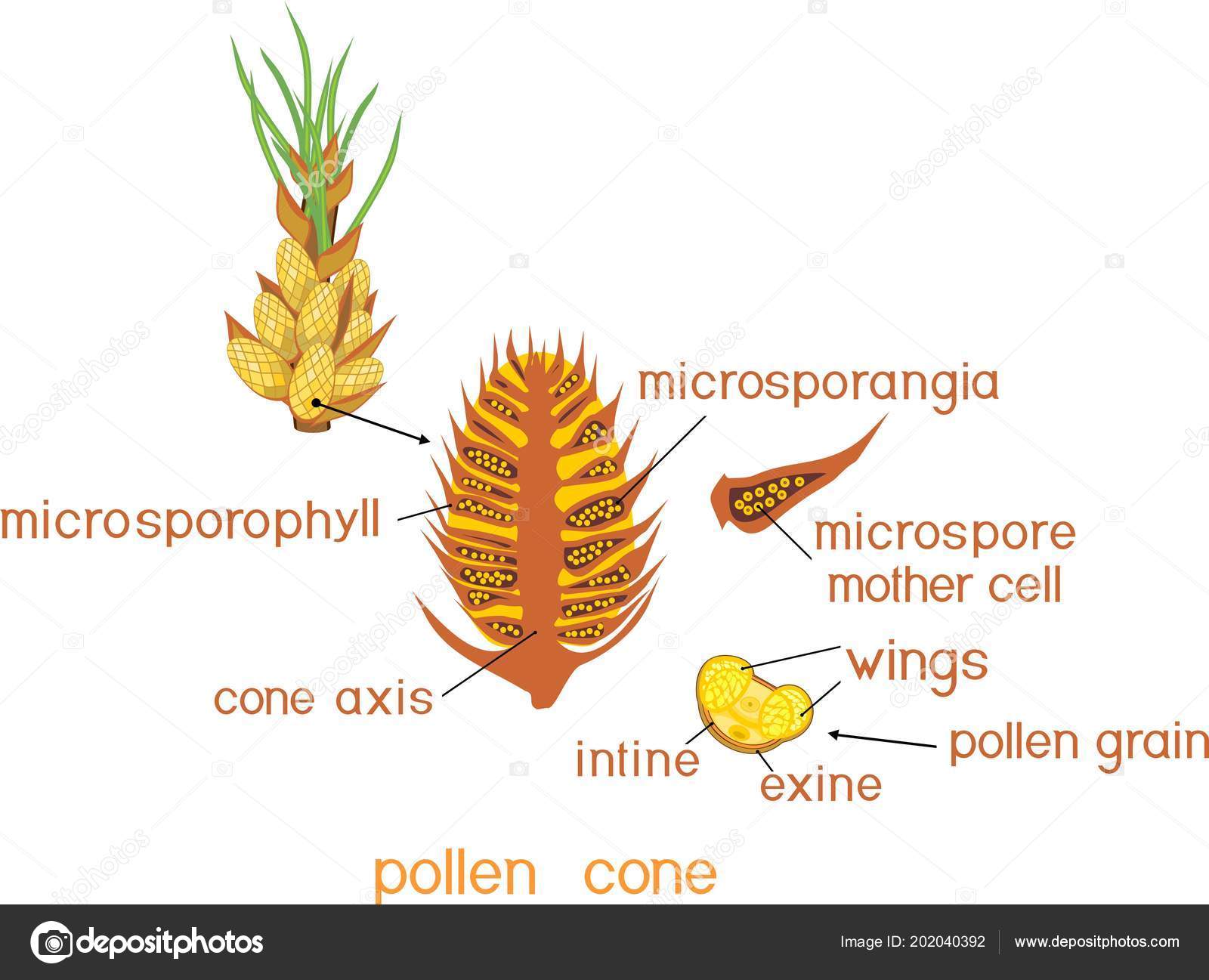Structure Male Pollen Cone Pinus Yellow Pollen Grain Titles ⬇ Vector Image By © Mariaflaya