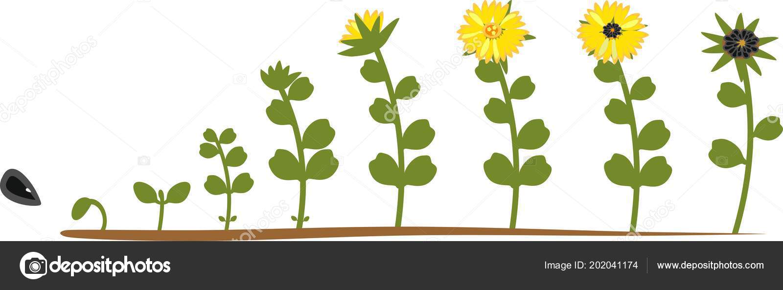Sunflower Life Cycle Diagram Sunflower Life Cycle Clip Art By Dazzling