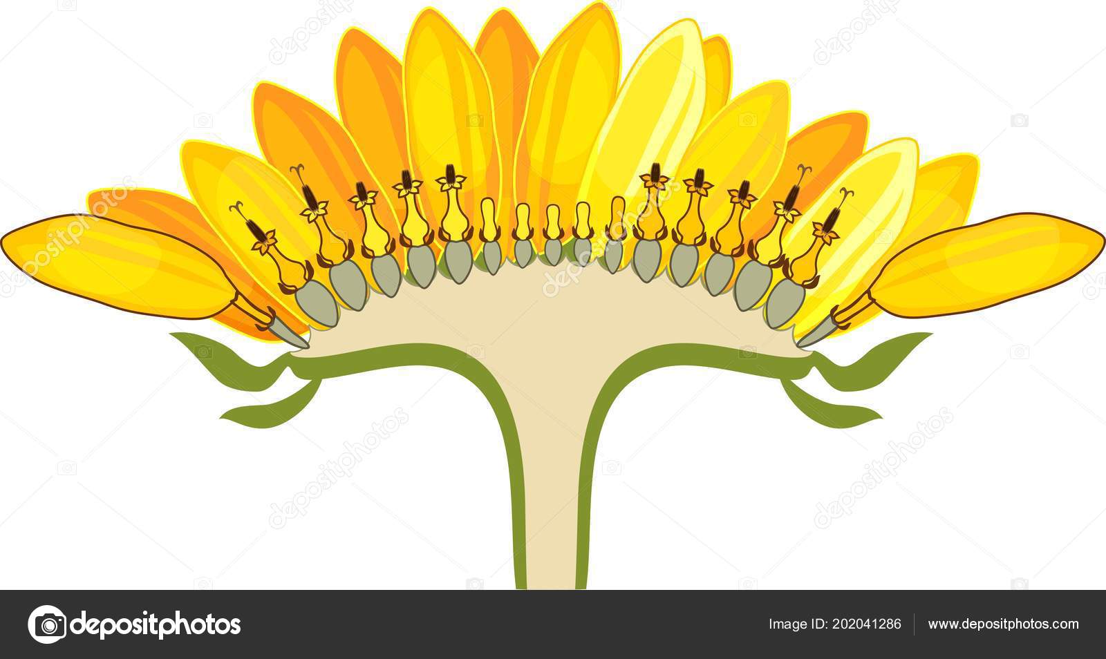 Flower Head Pseudanthium Cross Section Structure Sunflower ...