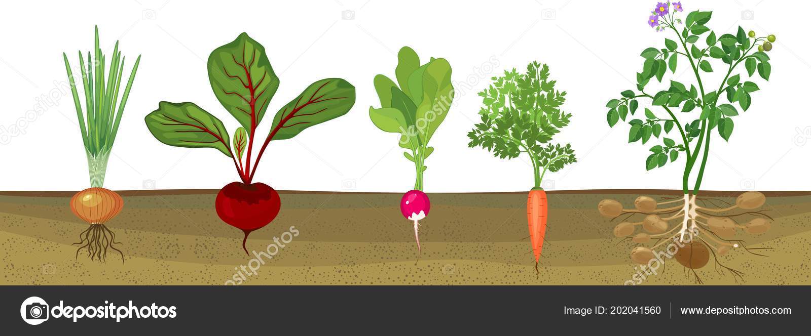 Different Root Vegetables Growing Vegetable Patch Stock Vector by ...