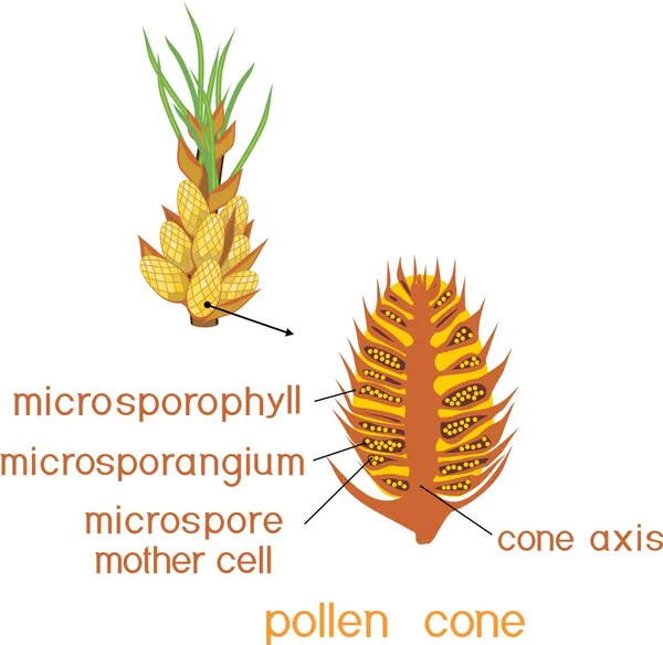 Structure Male Pollen Cone Pinus Yellow Pollen Grain Titles ⬇ Vector ...