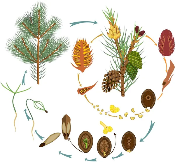 Pine life cycle Vector Art Stock Images | Depositphotos
