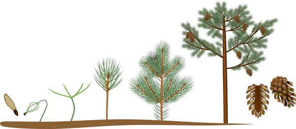 Pine life cycle Vector Art Stock Images | Depositphotos