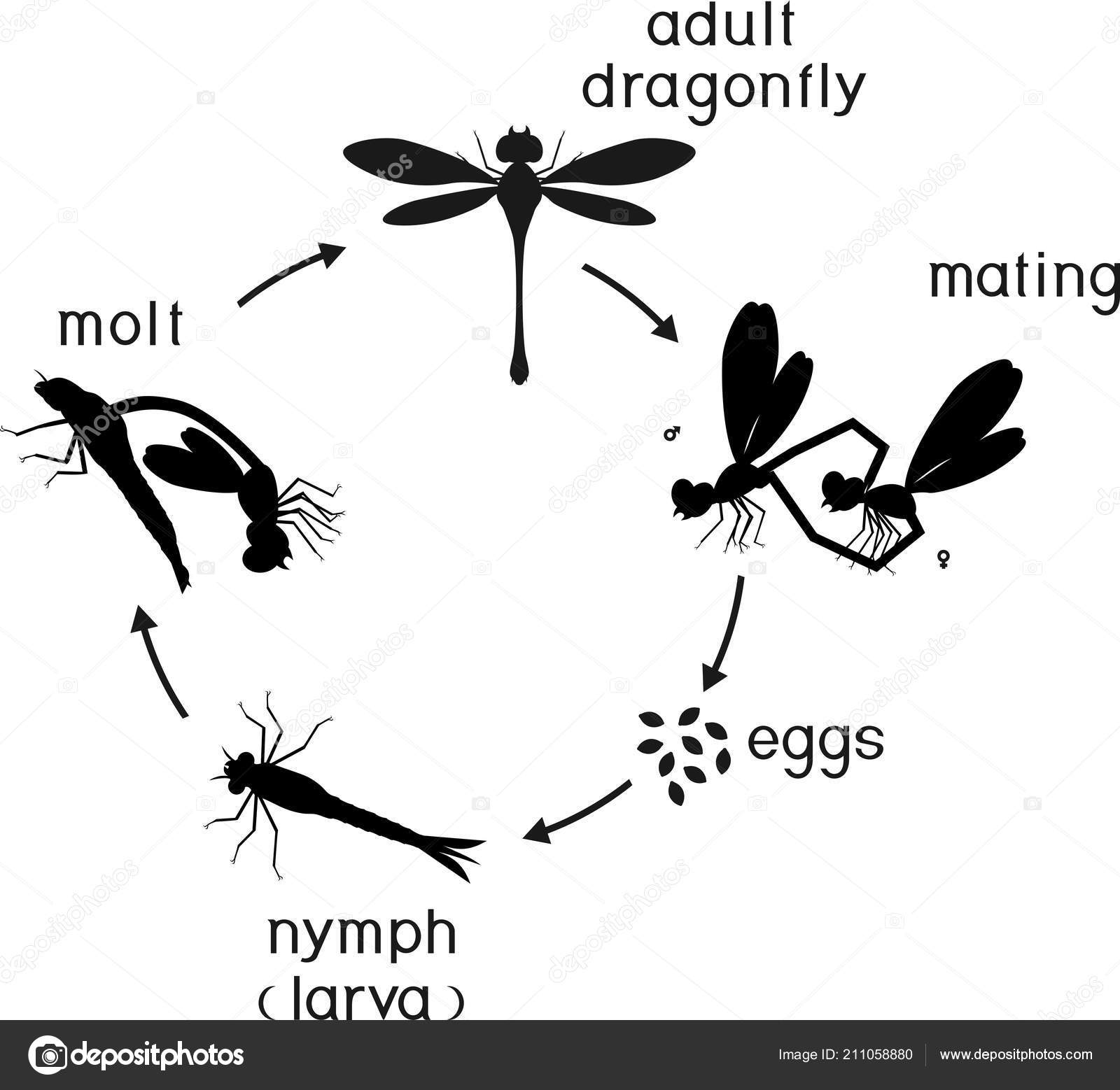 35+ Trends For Dragonfly Life Cycle Insects