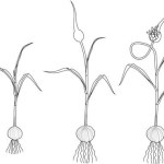 Coloring Page Life Cycle Pepper Plant Growth Stages Seed Flowering Stock Vector Image by ...