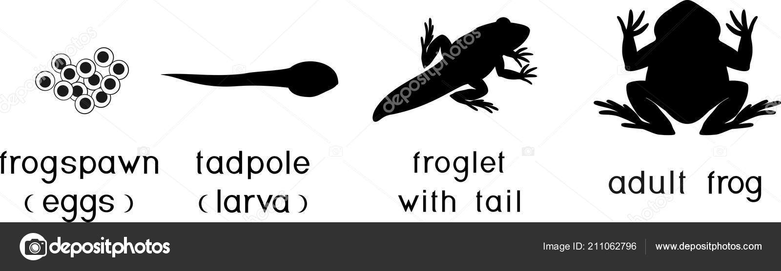 Siklus Hidup Katak Urutan Tahapan Perkembangan Katak Dari Telur Hewan ...