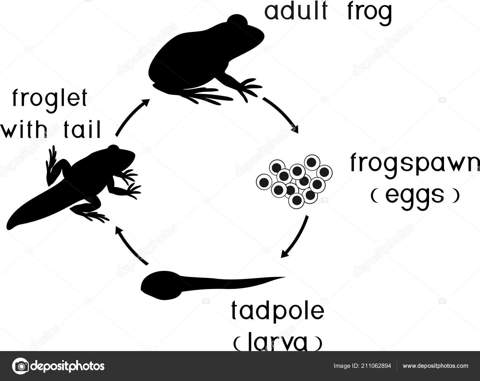 Life Cycle Frog Sequence Stages Development Frog Egg Adult Animal ...