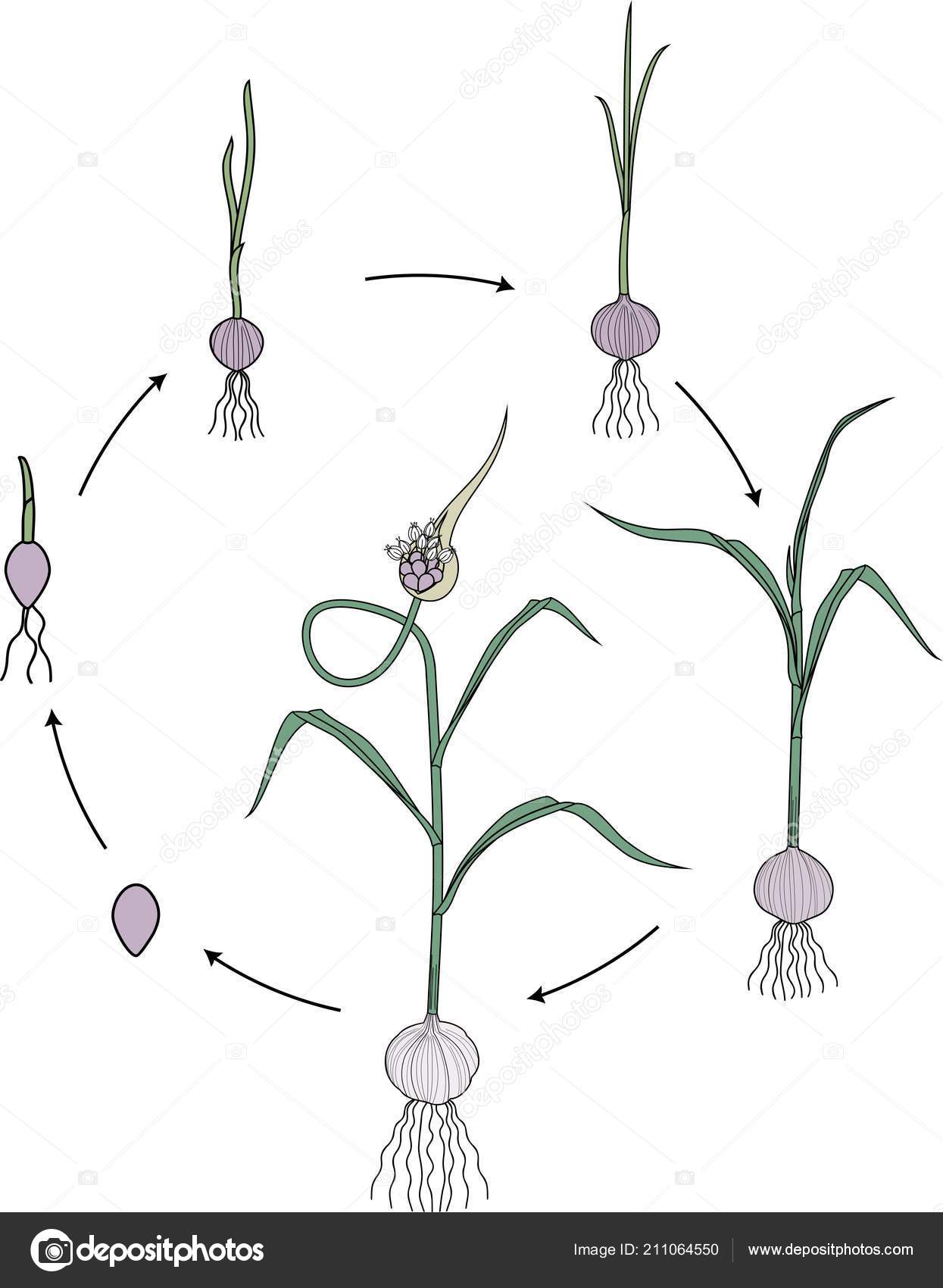 Asexual Reproduction Word Search Puzzle Worksheet Activity, 53% OFF