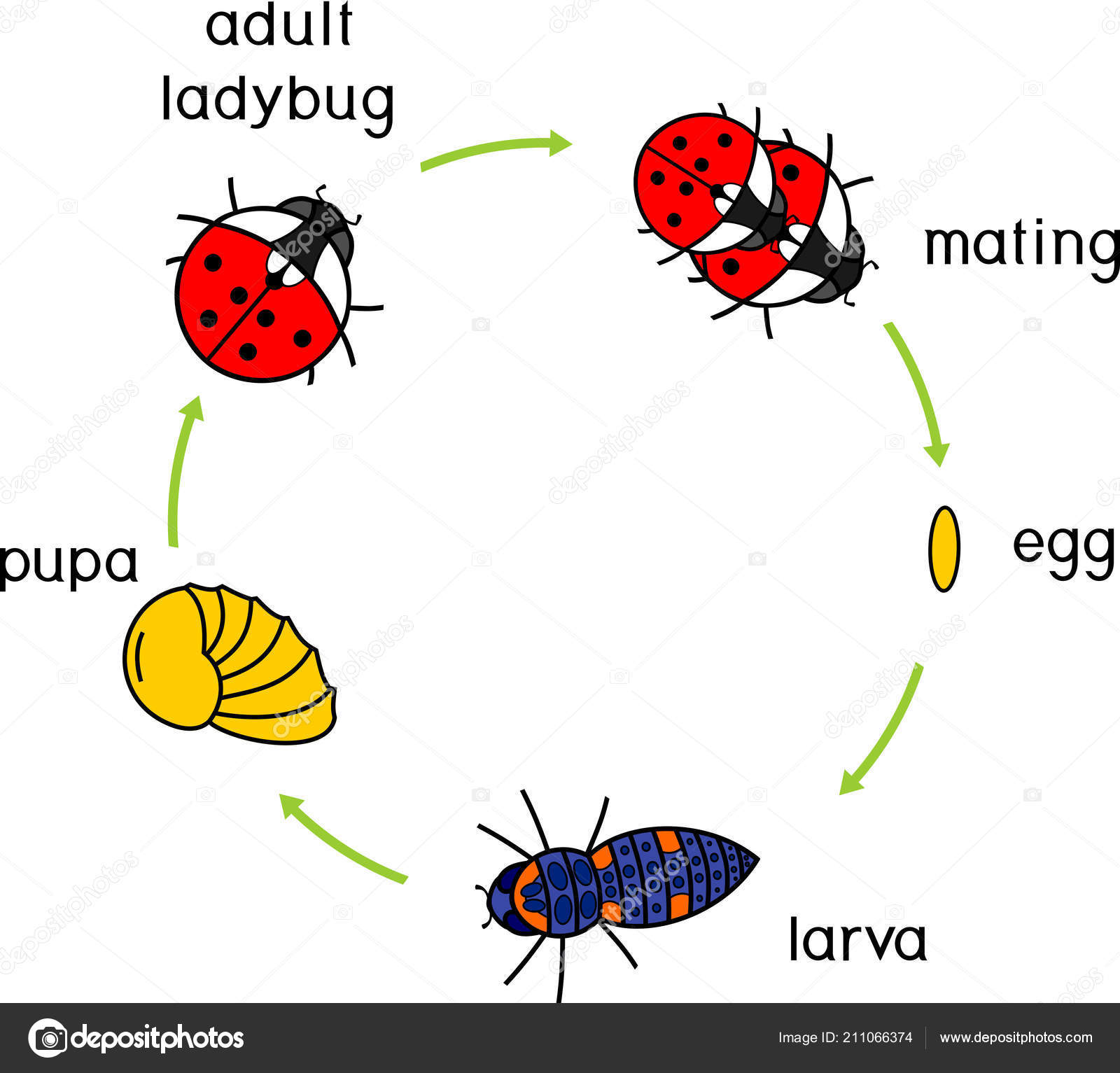 Life Cycle Ladybug Sequence Stages Development Ladybug Egg Adult Insect ...