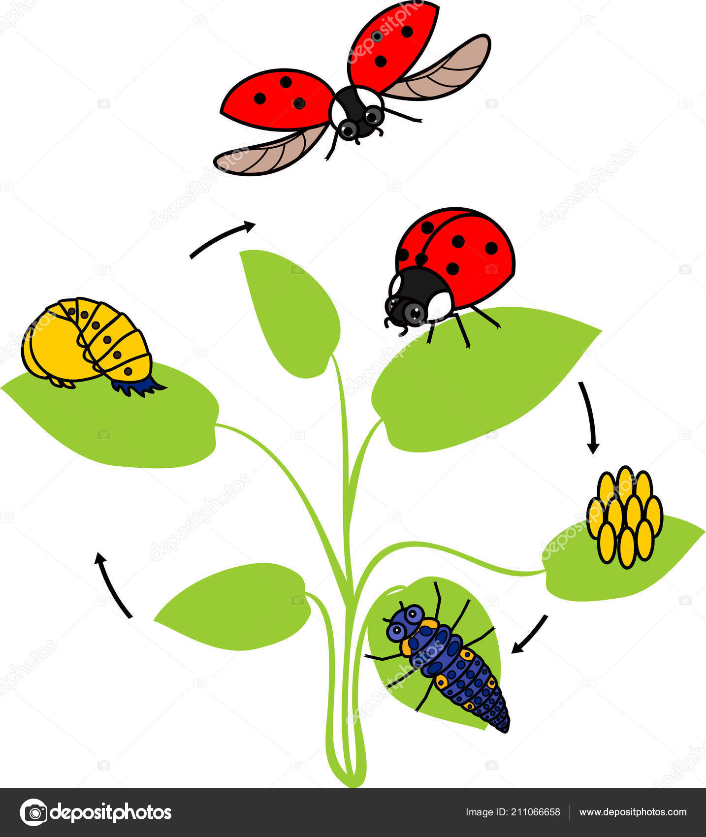Life Cycle Ladybug Sequence Stages Development Ladybug Egg Adult Insect ...