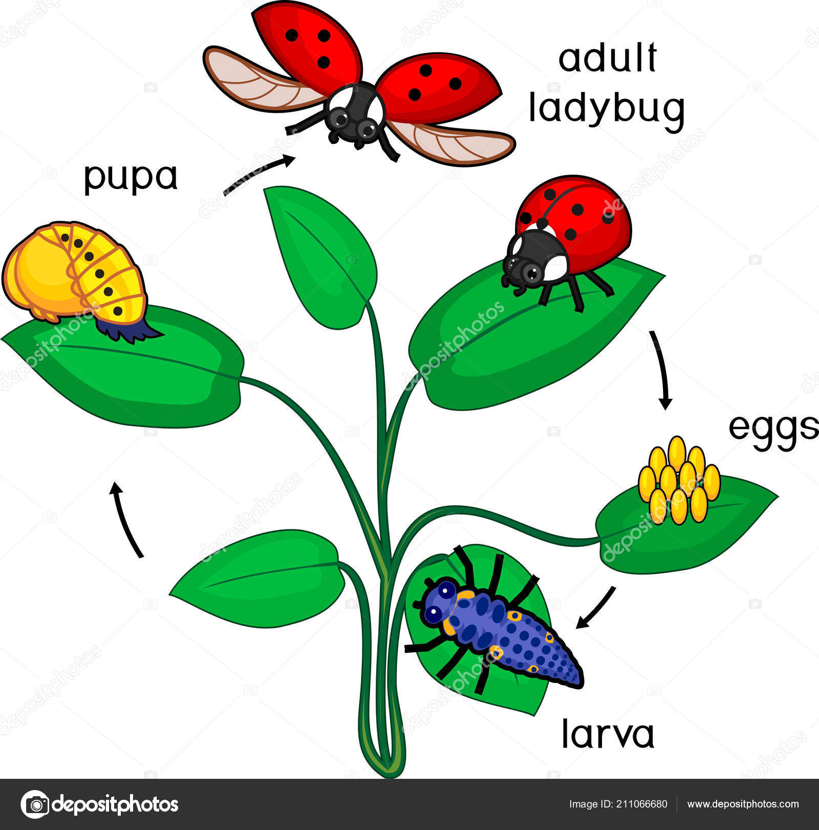 Life Cycle Of A Ladybug