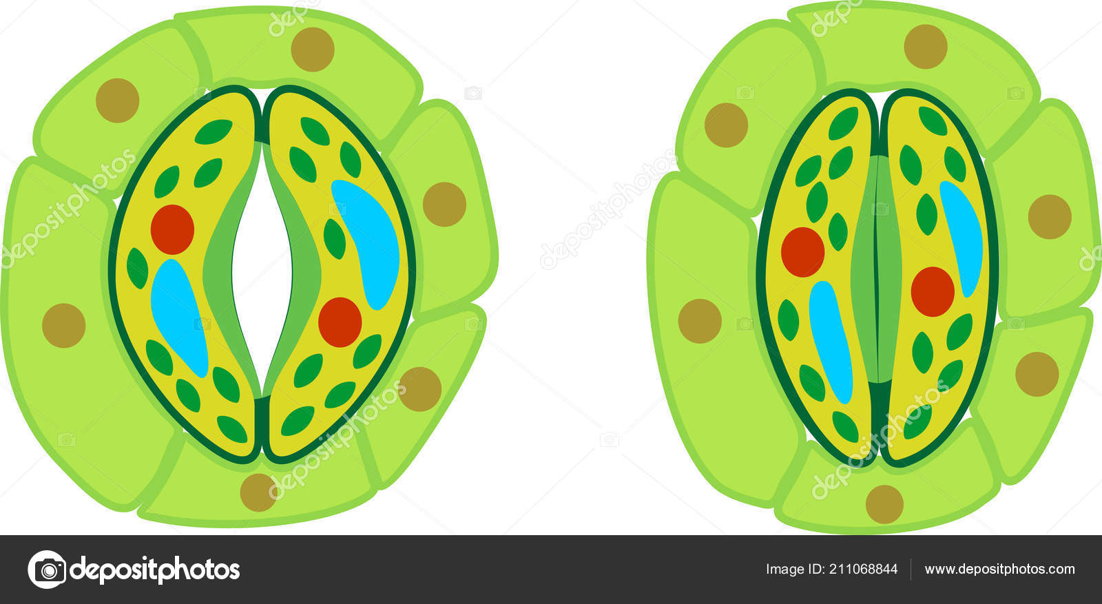 Structure Stomatal Complex Open Closed Stoma Stock Vector Image by ...