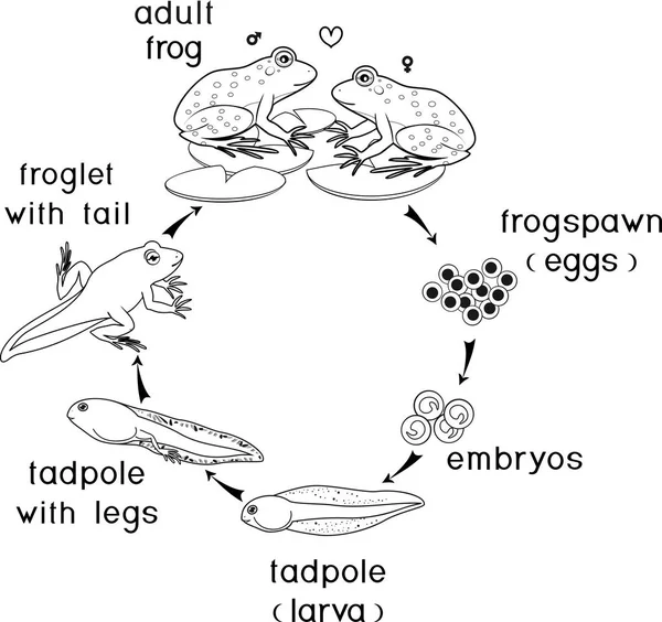 Coloring page with life cycle of frog. Sequence of stages of ...