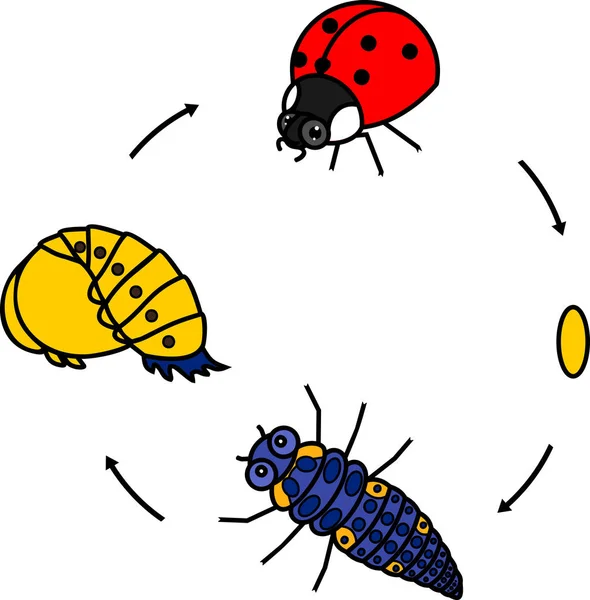 Life cycle of ladybug. Sequence of stages of development of ladybug ...