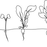 Coloring Page Life Cycle Pepper Plant Growth Stages Seed Flowering Stock Vector Image by ...