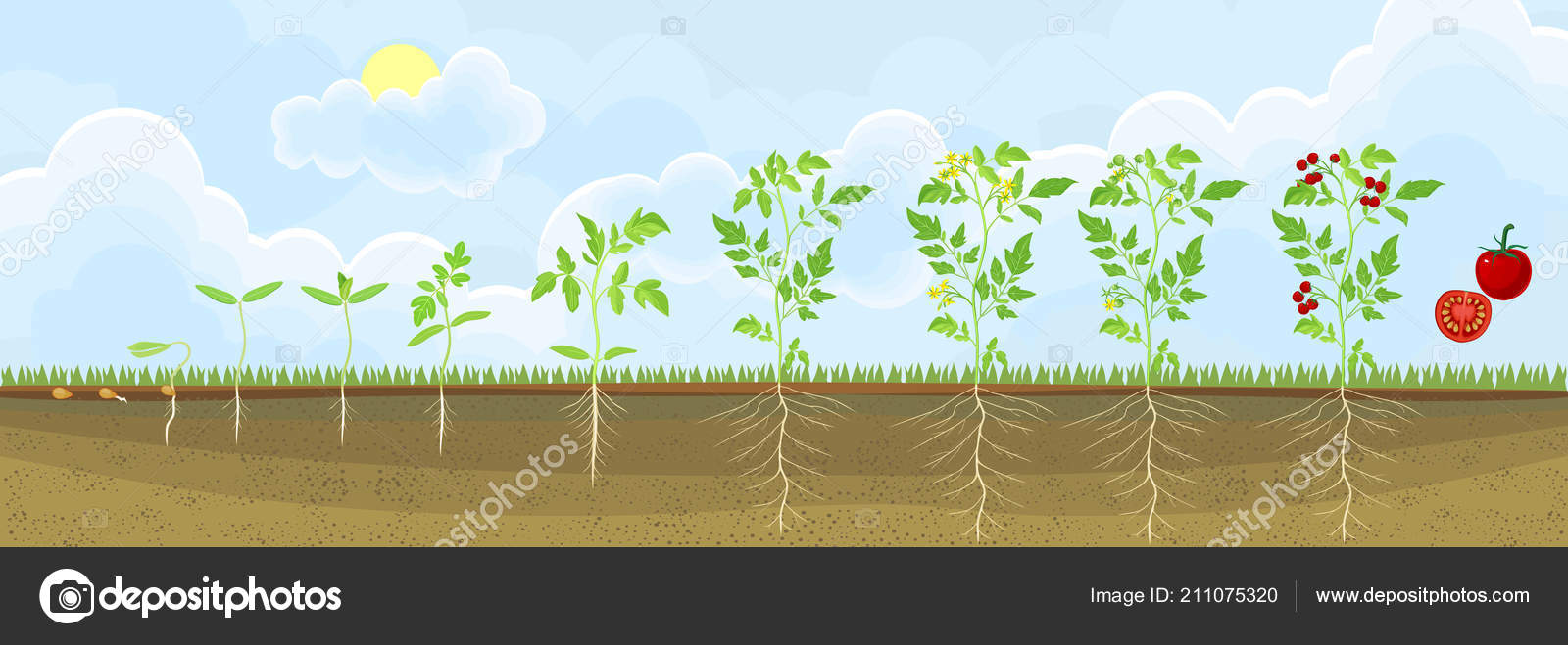 Domates Bitki Yaşam Döngüsü Meyve Ile Yetişkin Bitki Tohum Filiz ...