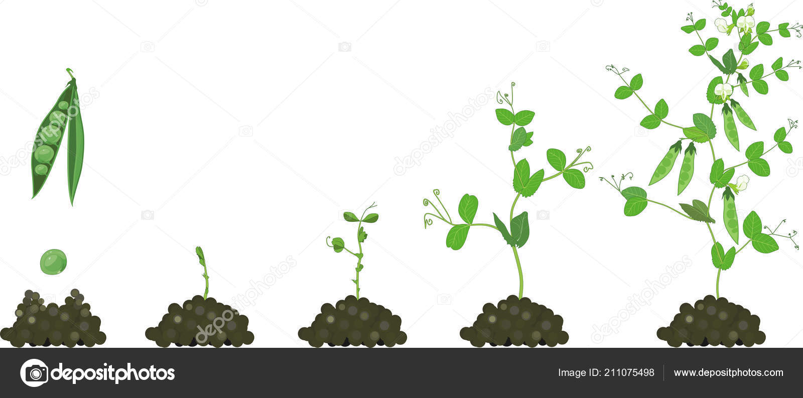 Life Cycle Pea Plant Stages Pea Growth Seed Sprout Adult Stock Vector ...