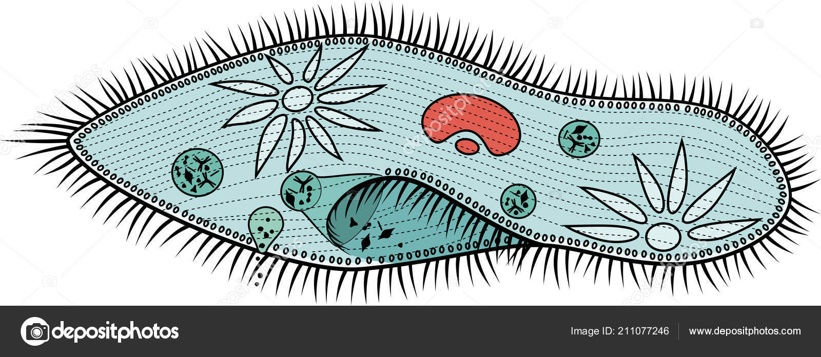 Paramecium Diagram Unlabeled