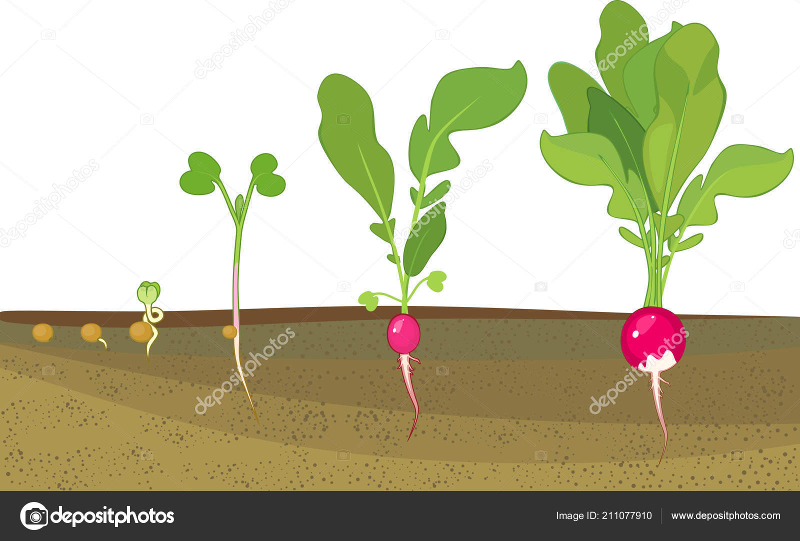 Radish Seed Germination