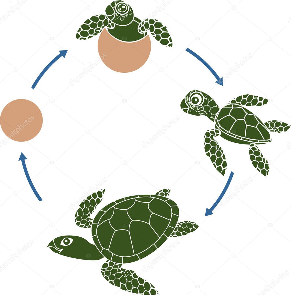 Life cycle of sea turtle. Sequence of stages of development of turtle ... Life cycle of sea turtle. Sequence of stages of development of turtle ...