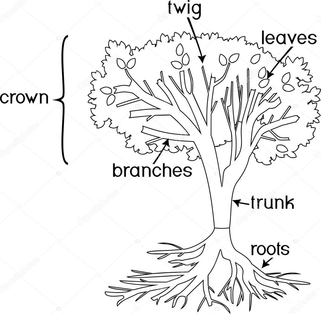 Página Para Colorear Partes Planta Morfología Del Árbol Con Corona ...