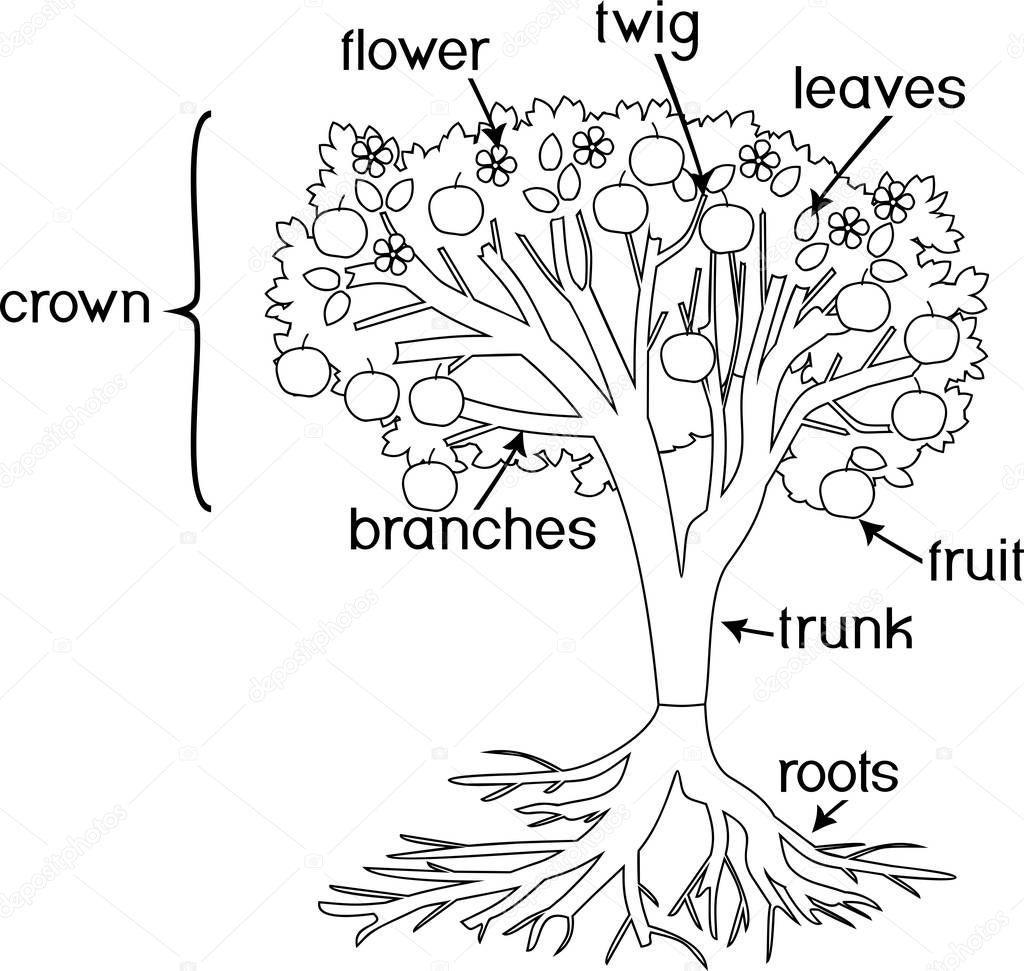 Página para colorear. Partes de la planta. Morfología del árbol con ...