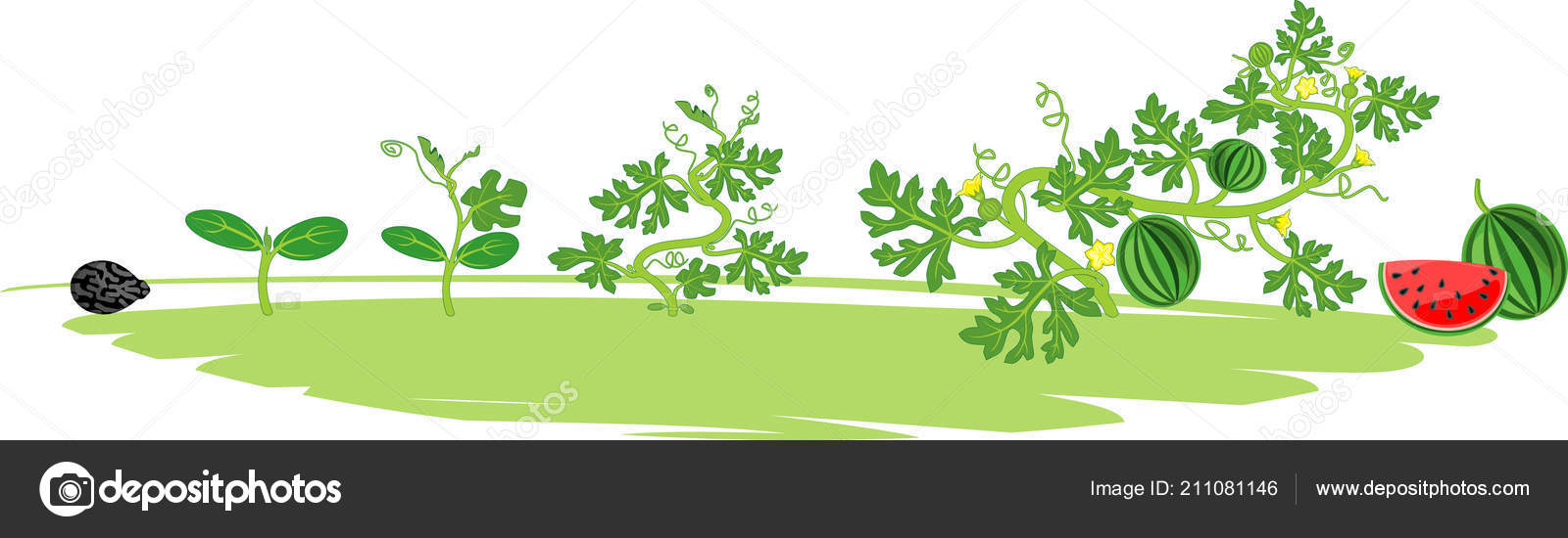 Watermelon Growing Drawing