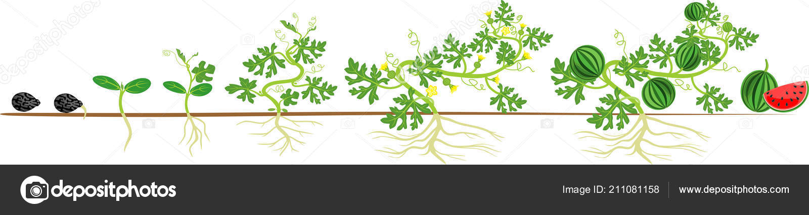 watermelon plant stages