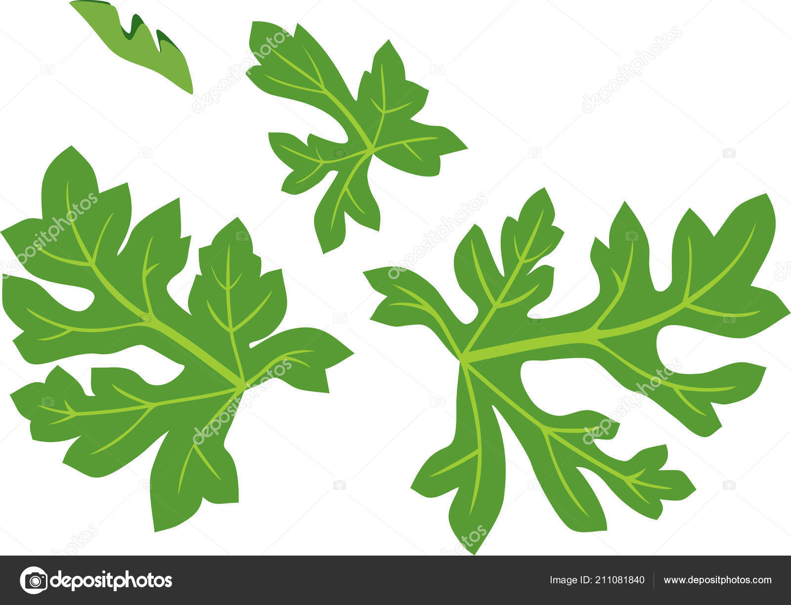 Watermelon Leaves Vector Watermelon Leaf PNG, Vector, PSD, And Clipart