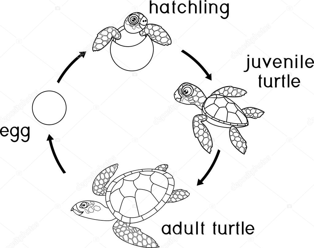 Página para colorear. Ciclo de vida de la tortuga marina 2024