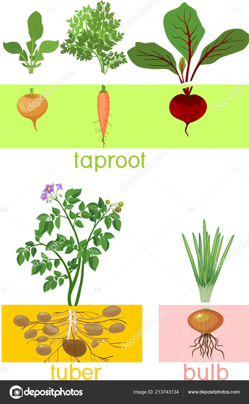 Three Different Types Root Vegetables Plants Leaves Root System Stock ...