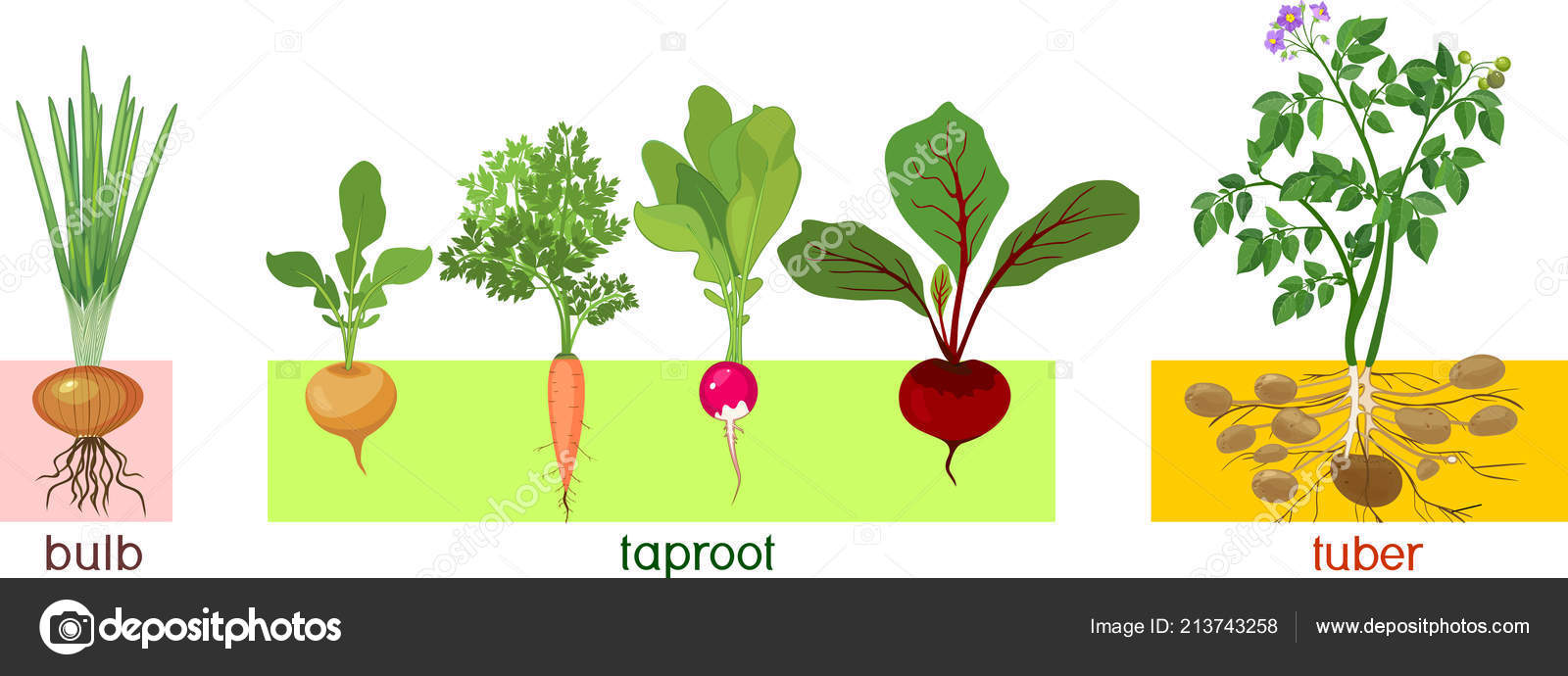 Pictures: types of root vegetables with | Three Different Types Root ... Pictures: types of root vegetables with | Three Different Types Root ...