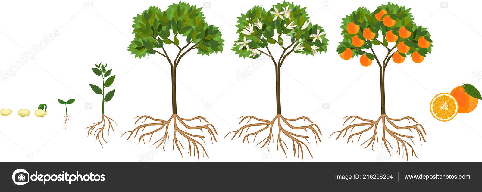Life Cycle Orange Tree Stages Growth Seed Sprout Adult Plant — Stock ...