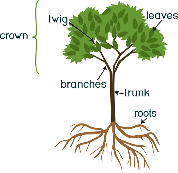 Tree with roots coloring page | Coloring Page Parts Plant Morphology ...