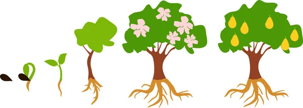 Life Cycle Orange Tree Stages Growth Seed Sprout Adult Plant Stock ...