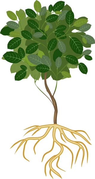 100,000 Fig tree Vector Images | Depositphotos