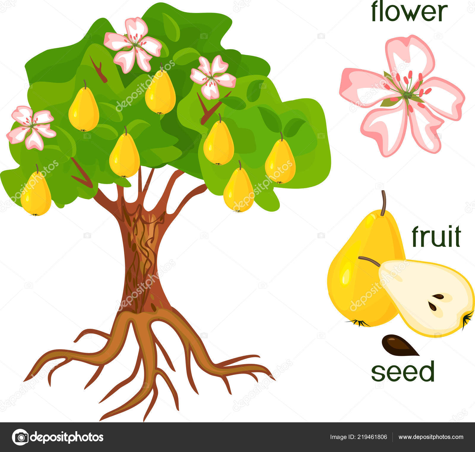Parts Plant Morphology Pear Tree Fruits Flowers Green Leaves Root Stock ...