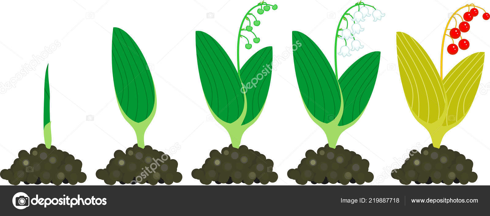 Life Cycle Lily Valley Convallaria Majalis Stages Growth Green Sprout ...